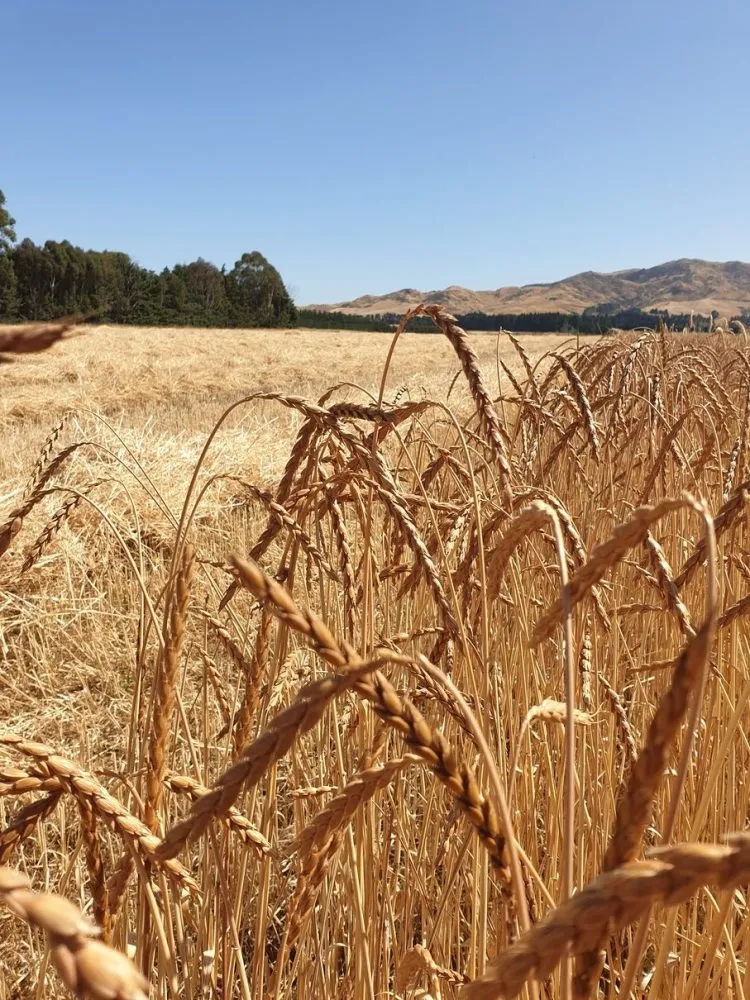 Supplier Series: Milmore Downs