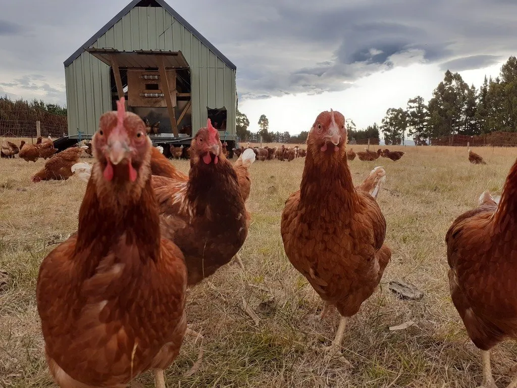 Supplier Series: Nutritional Farm Pastured Eggs | Bellbird Bakery